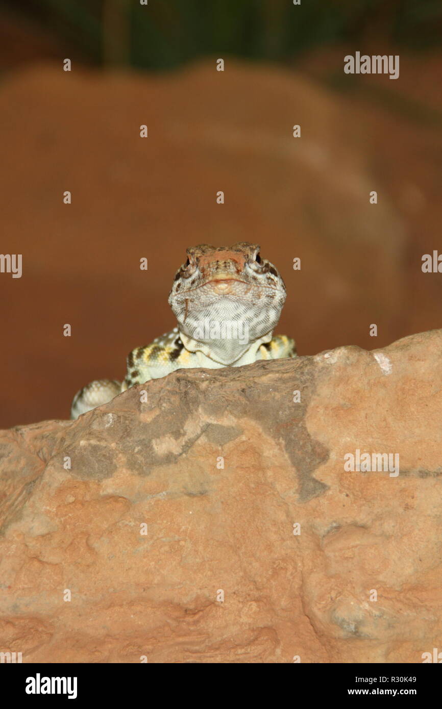 Beauty leopard gecko hi-res stock photography and images - Alamy
