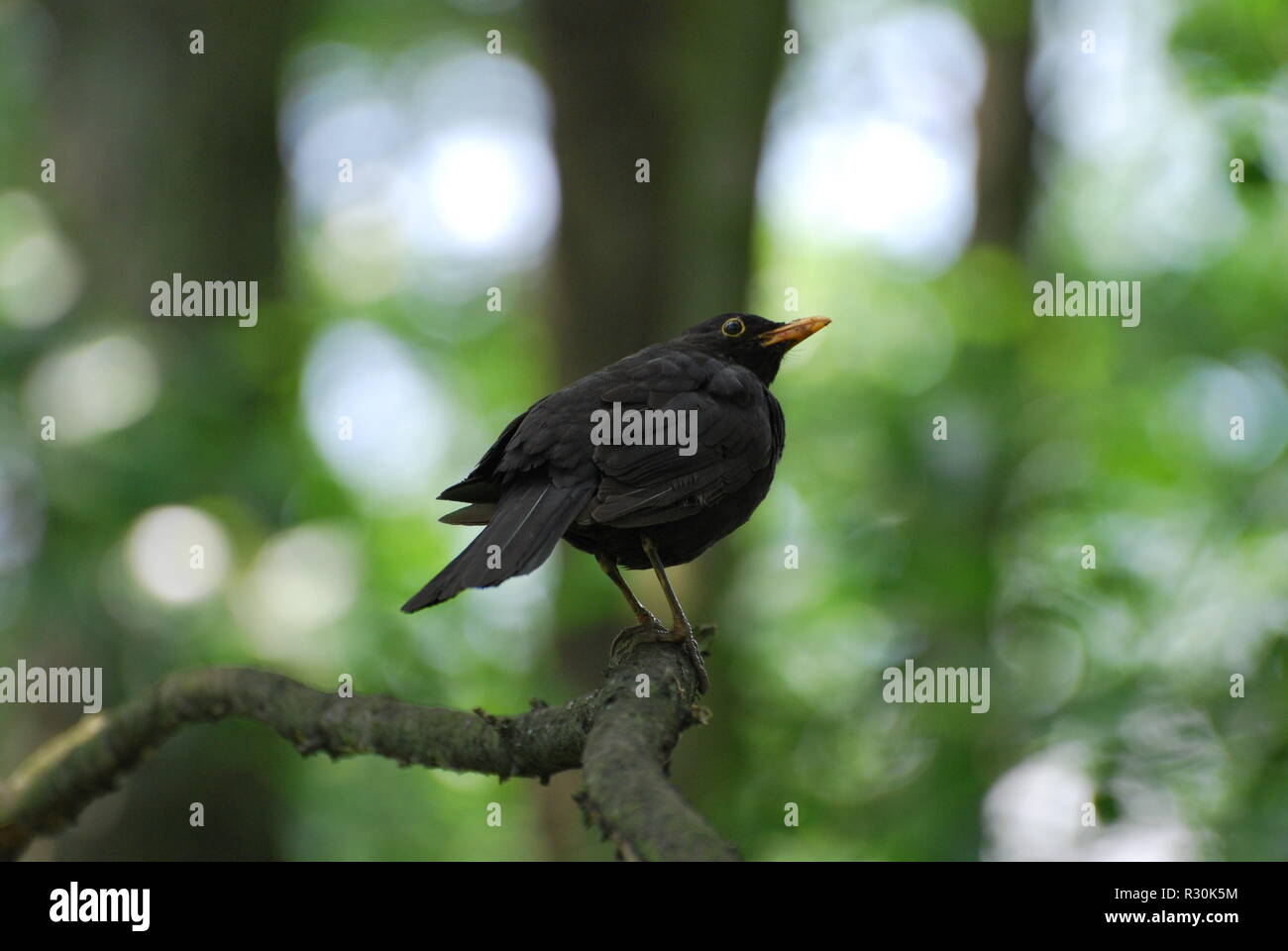 Blackbird head hi-res stock photography and images - Alamy