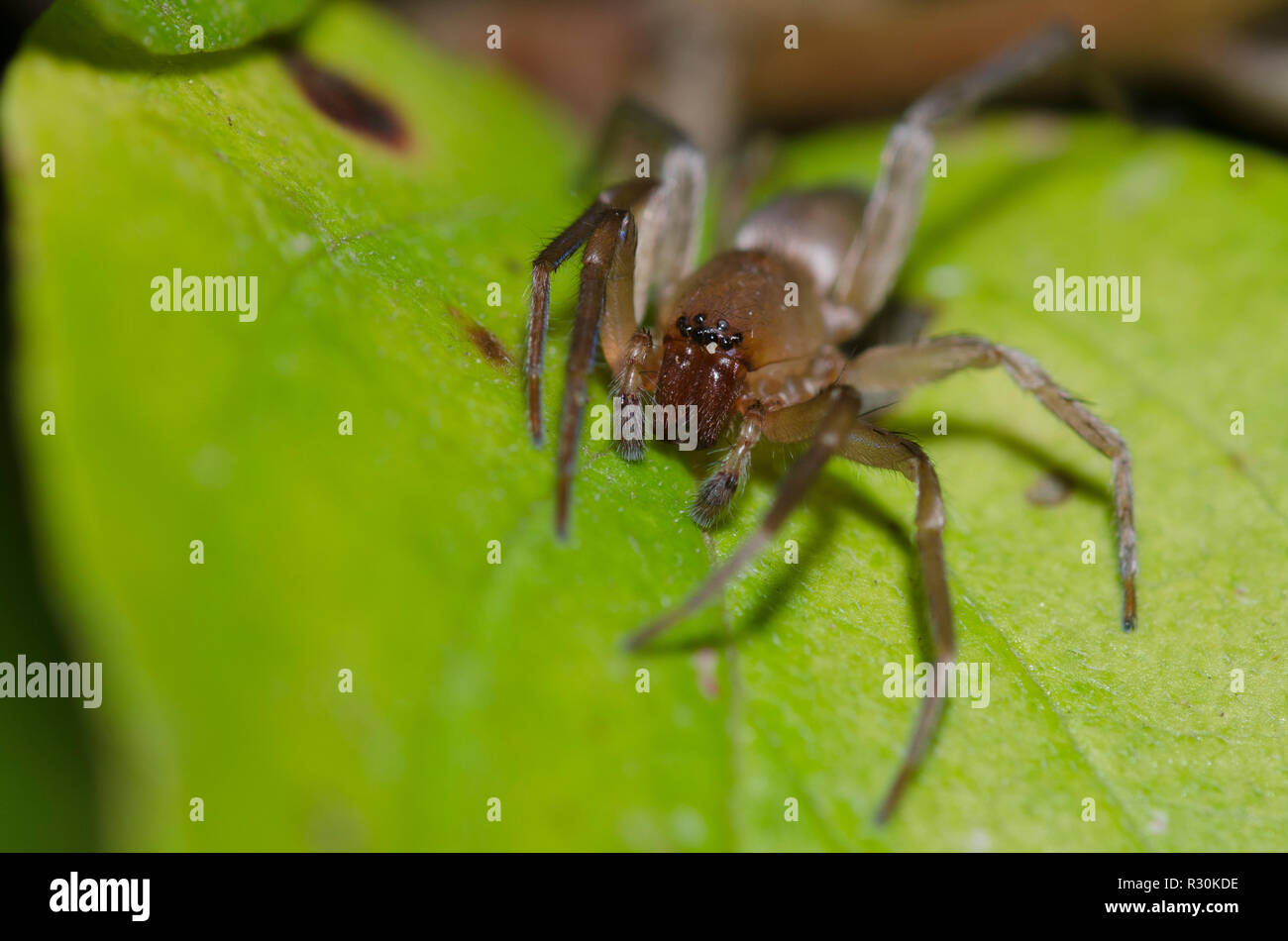 Family clubionidae hi-res stock photography and images - Alamy