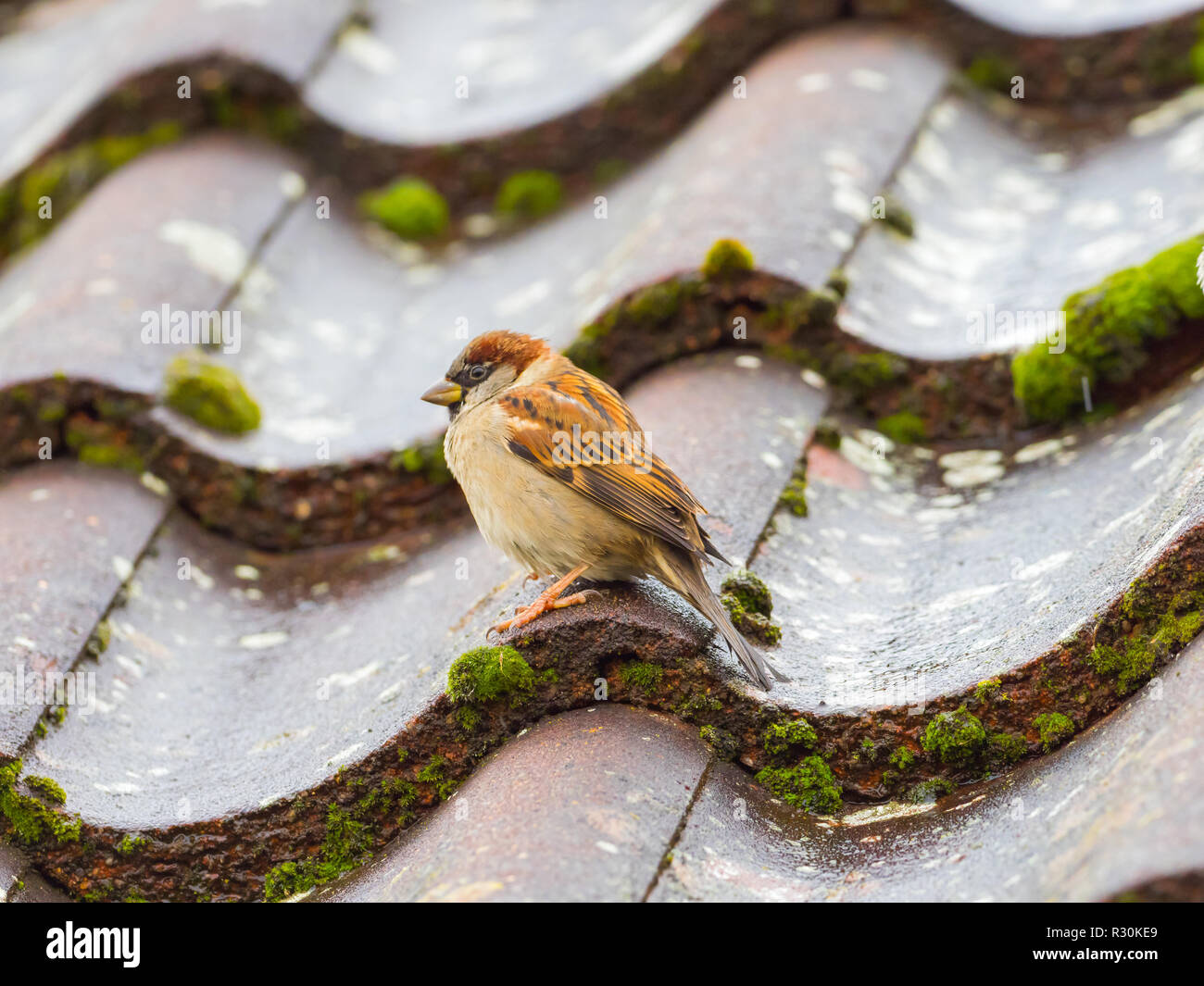 House sparrow uk roof hi-res stock photography and images - Alamy