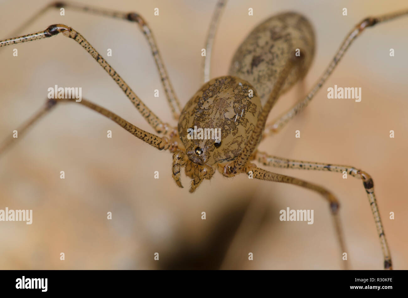 Spitting Spider, Scytodes sp Stock Photo - Alamy