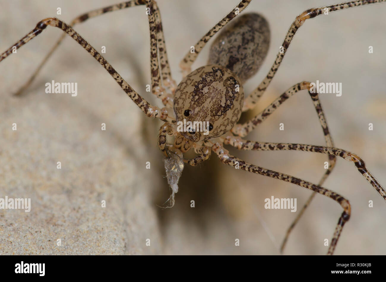 Spitting spider hi-res stock photography and images - Alamy