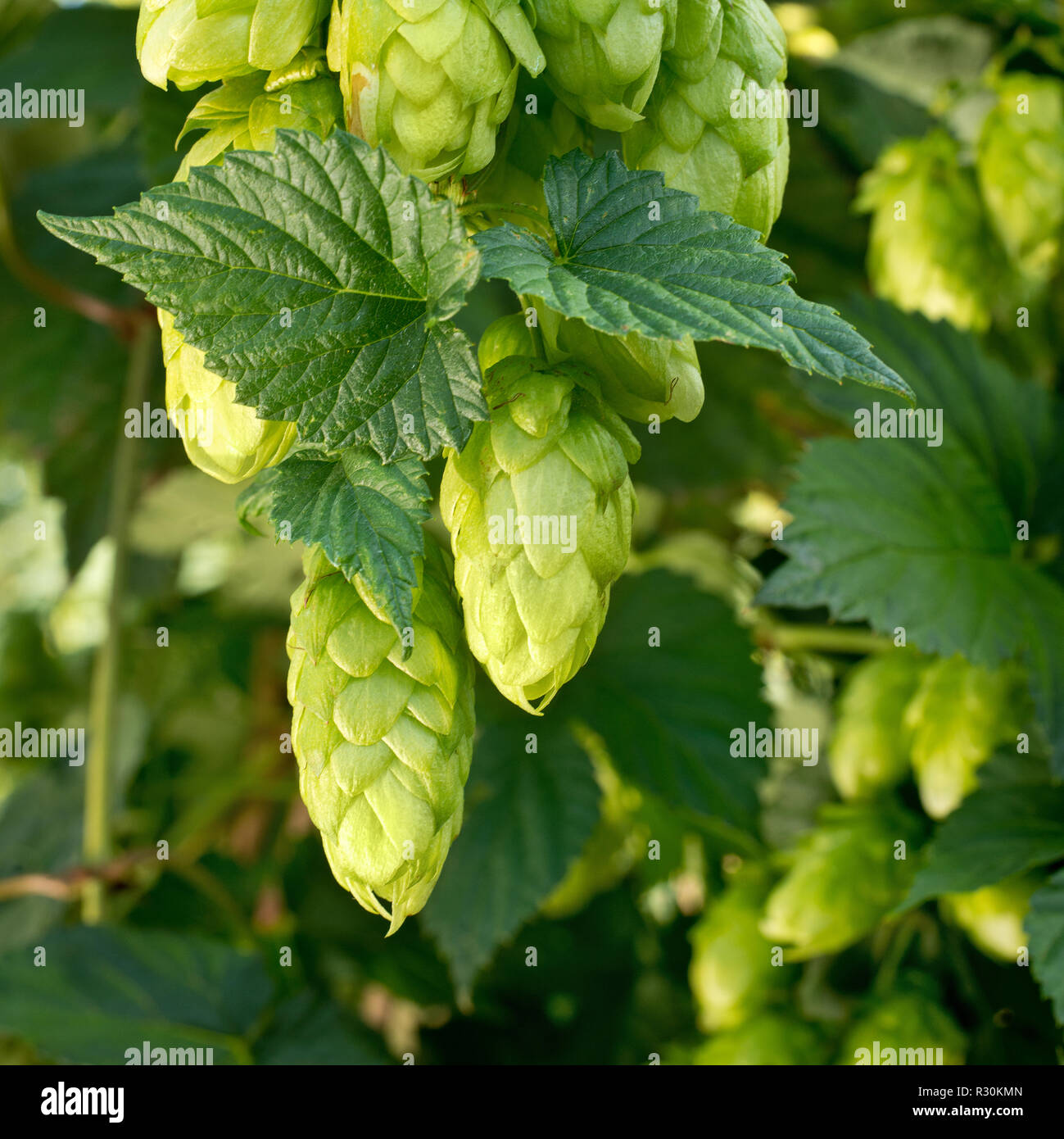 Detail of hop cones before harvest Stock Photo - Alamy