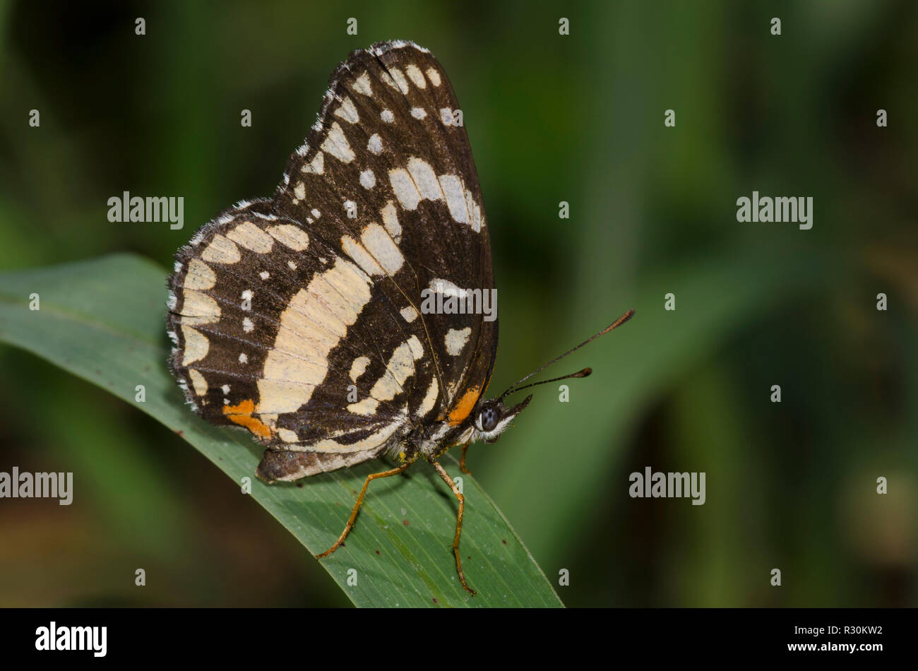 Bordered Patch, Chlosyne lacinia Stock Photo - Alamy