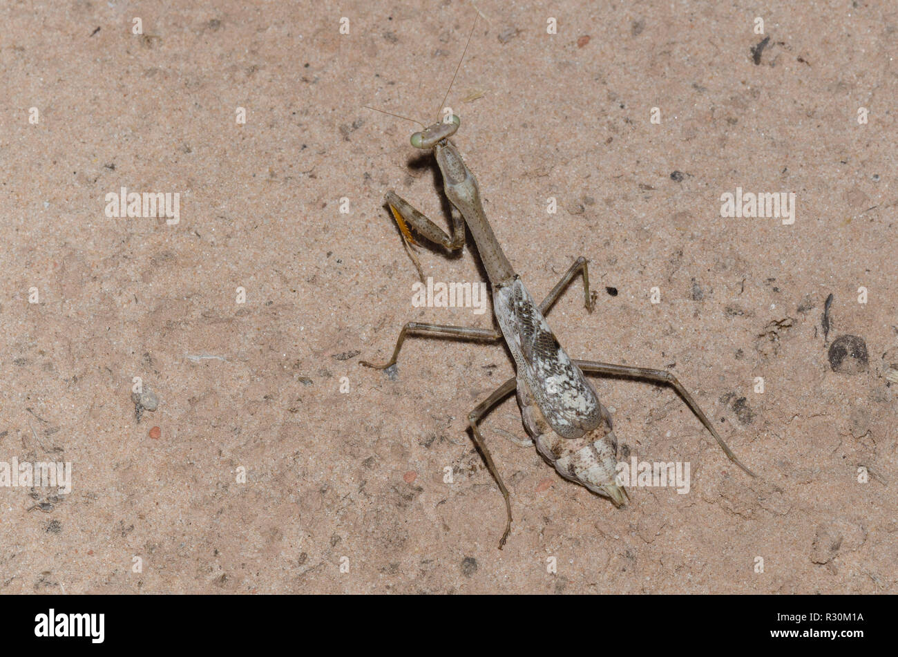 Carolina mantis praying stagmomantis hi-res stock photography and ...