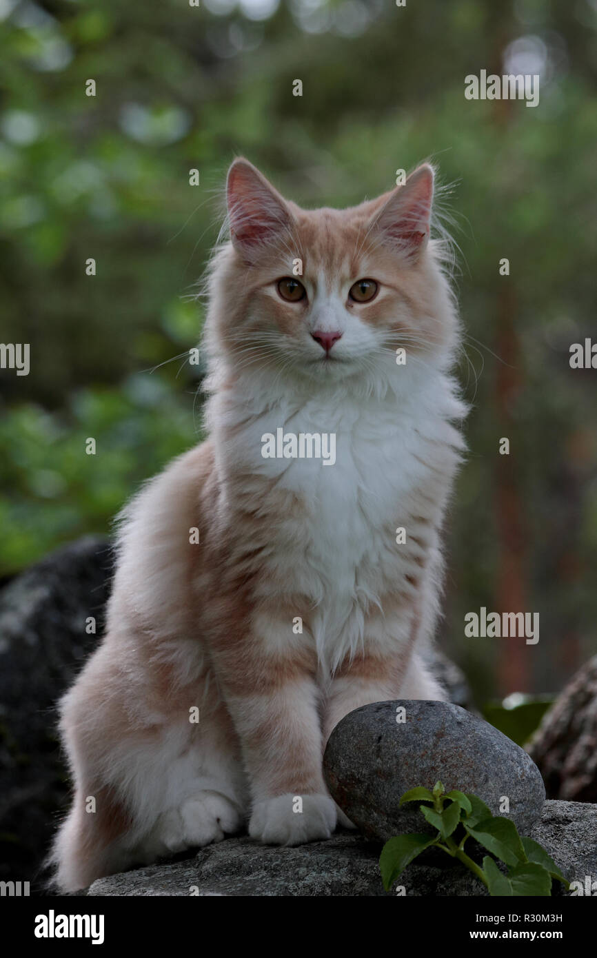 Strong cat face hi-res stock photography and images - Alamy