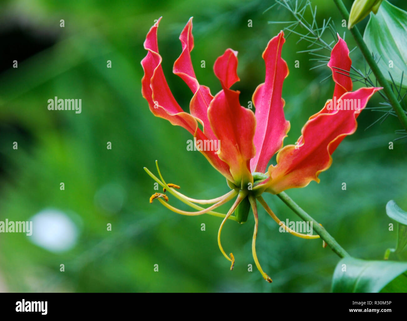 Isolated blooming Gloriosa Lily also known as a Flame Lily Stock Photo ...