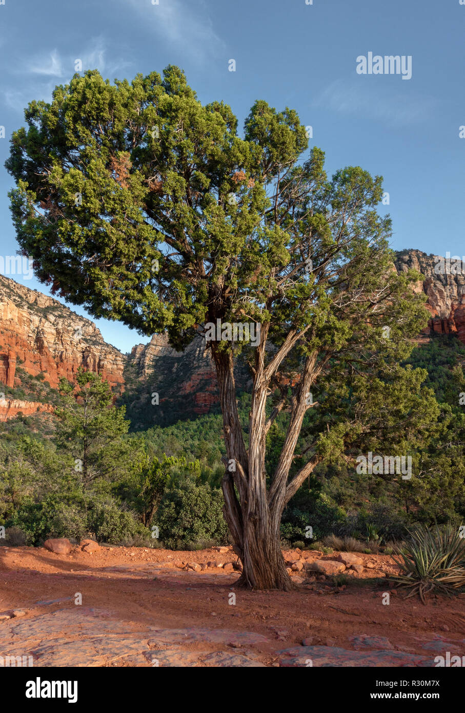Sedona, beautiful Tree, Oak Creek Canyon, Arizona,USA Stock Photo - Alamy