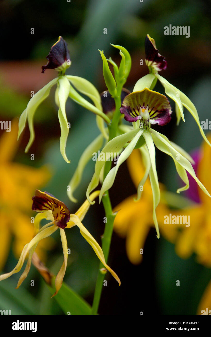 Encyclia choleata hi-res stock photography and images - Alamy