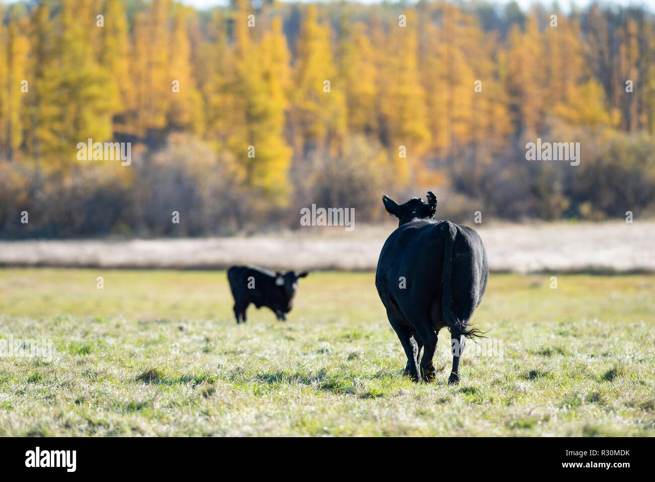 Angus cattle autumn hi-res stock photography and images - Alamy