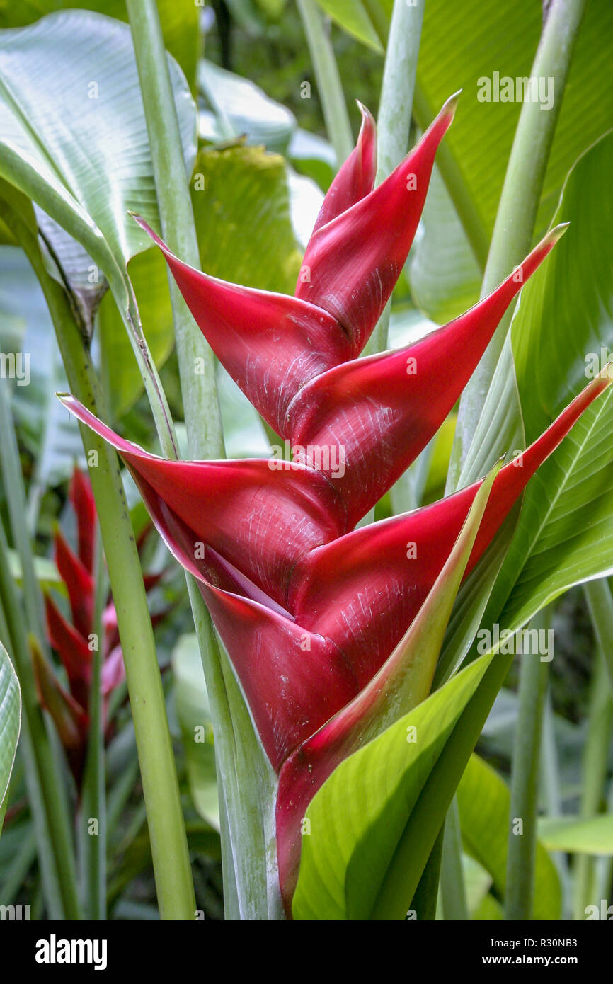 Heliconias in St Lucia Stock Photo - Alamy