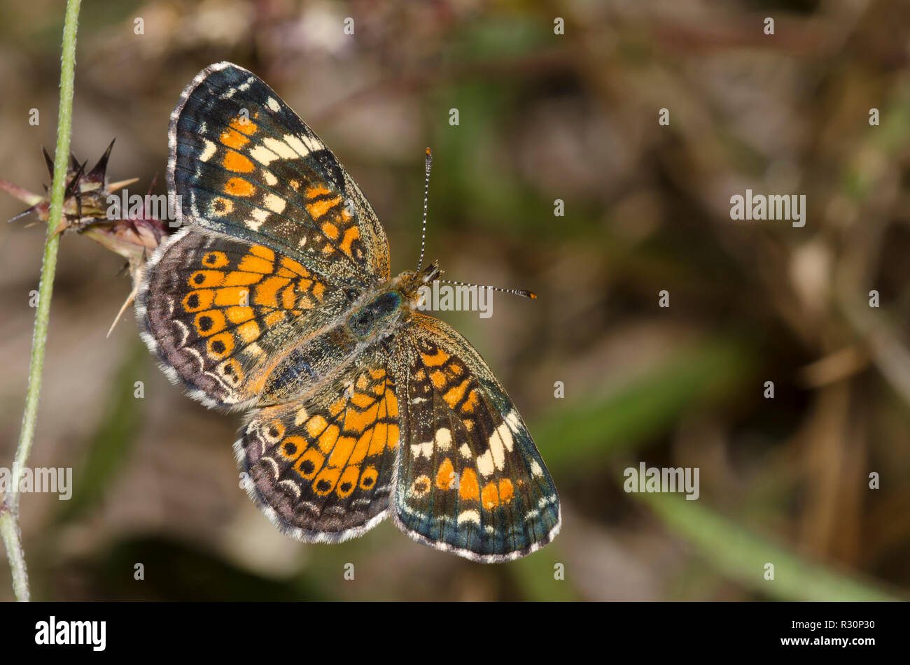 Phaon High Resolution Stock Photography and Images - Alamy