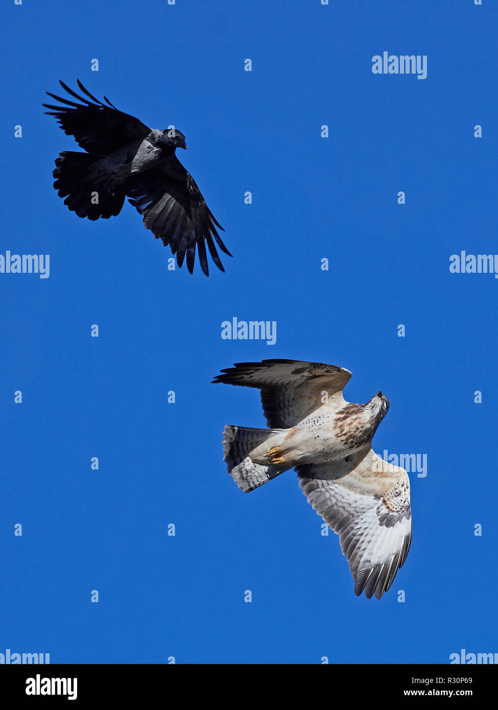 Hooded crow bullying a Common buzzard in flight with blue skies in the ...