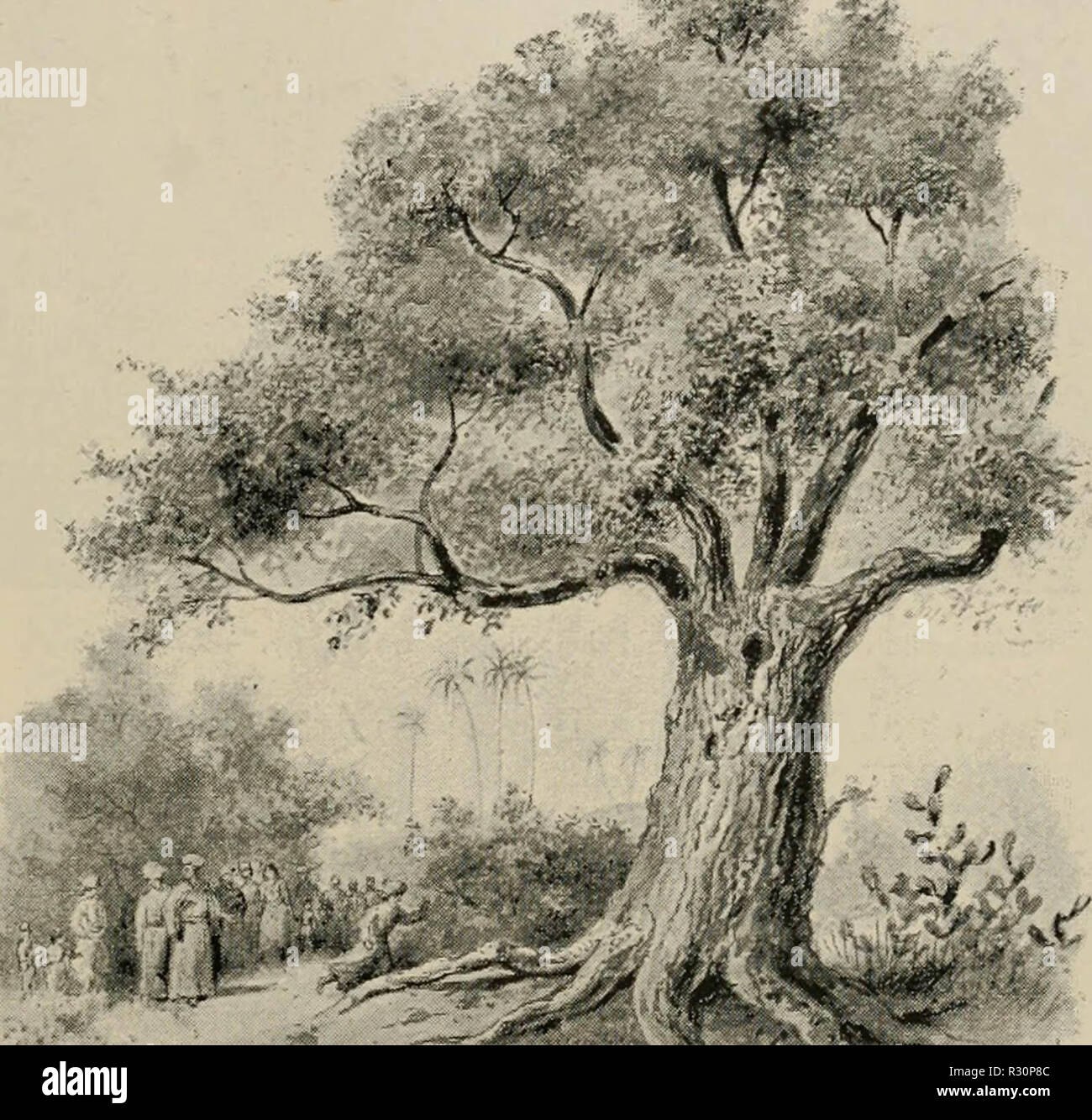 "The art Bible, comprising the Old and new Testaments : with numerous ...
