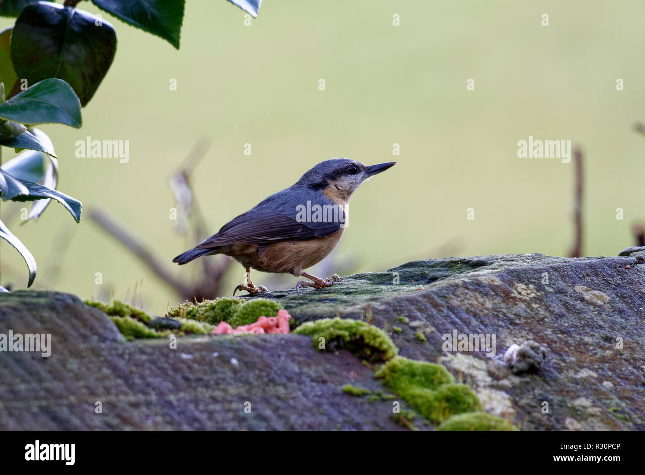 Passerine hi-res stock photography and images - Alamy