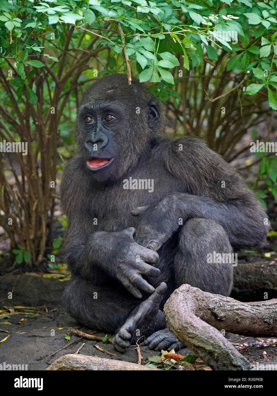 Closeup portrait of the western lowland gorilla Stock Photo - Alamy