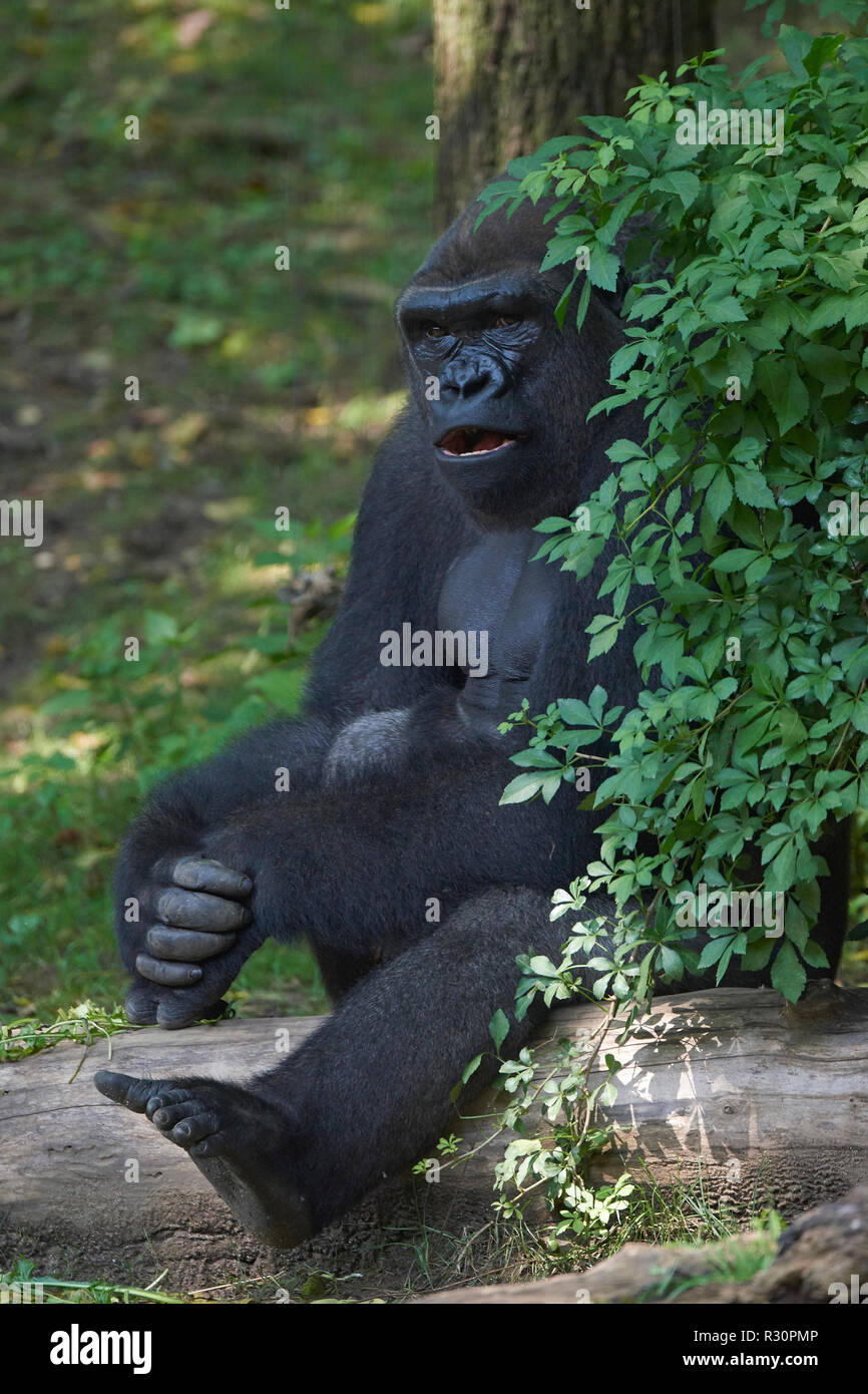 Closeup portrait of the western lowland gorilla Stock Photo - Alamy