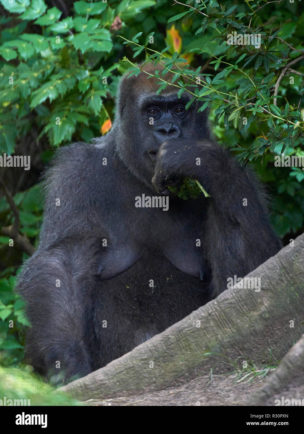 Closeup portrait of the western lowland gorilla Stock Photo - Alamy