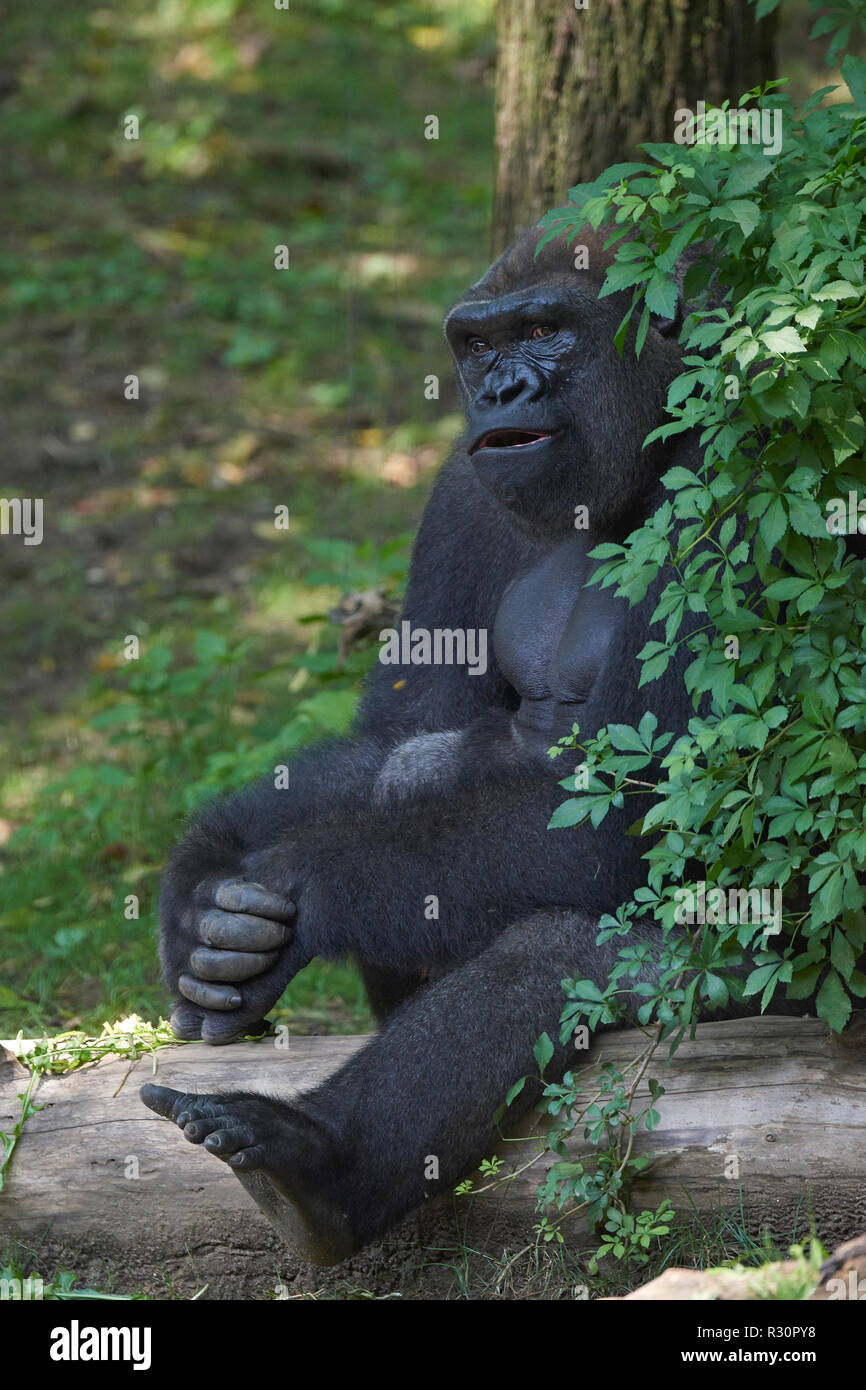 Closeup portrait of the western lowland gorilla Stock Photo - Alamy