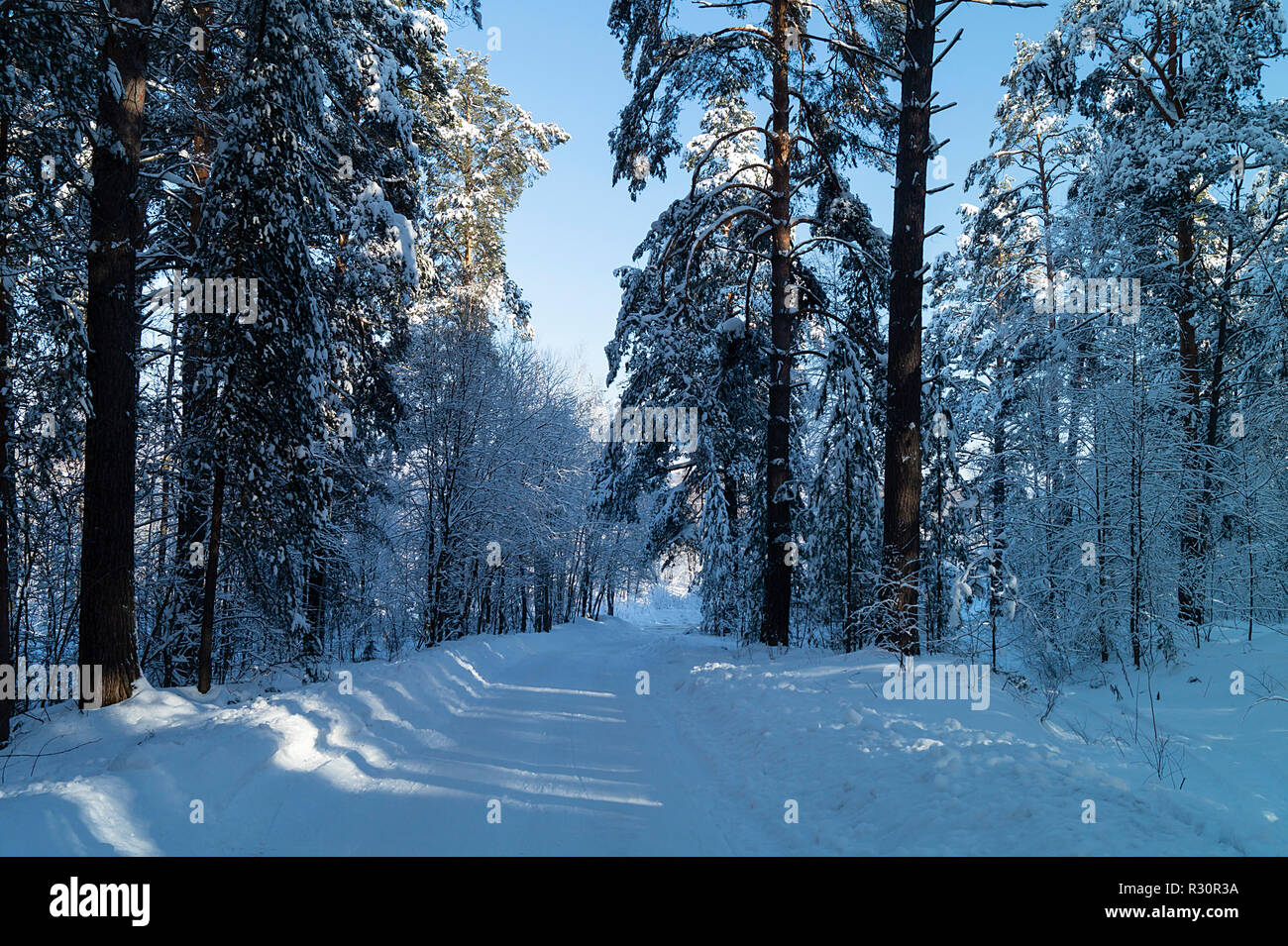Timber road with high tree at winter length of time on turn blue ...