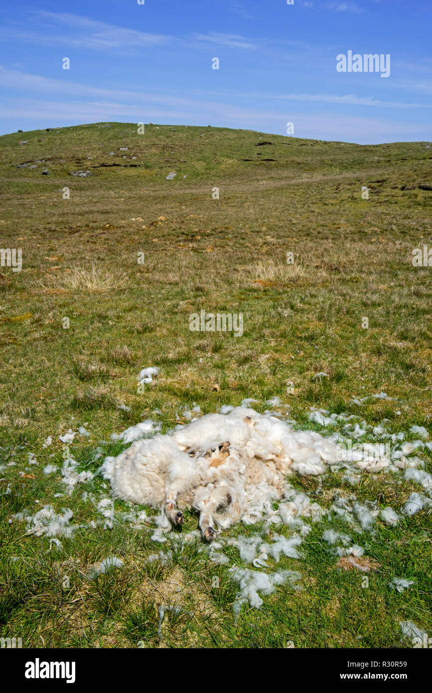Dead sheep hi-res stock photography and images - Alamy