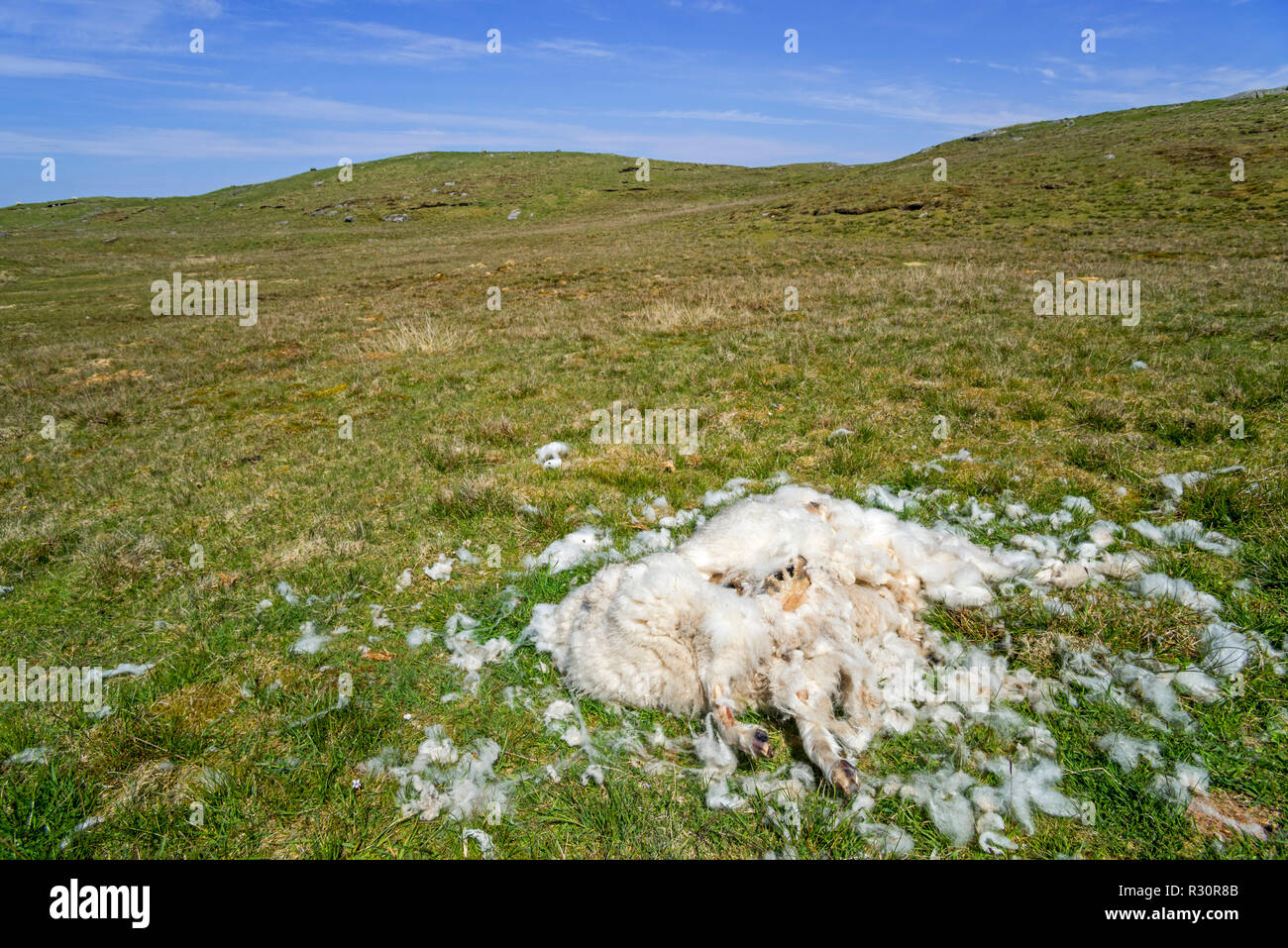 Dead sheep hi-res stock photography and images - Alamy