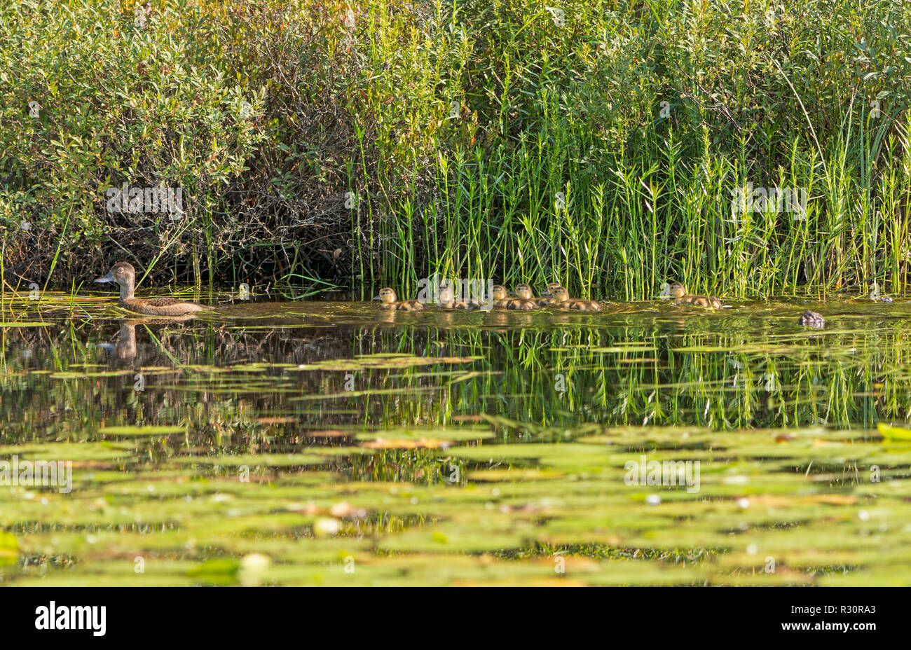 Dogtooth lake hi-res stock photography and images - Alamy