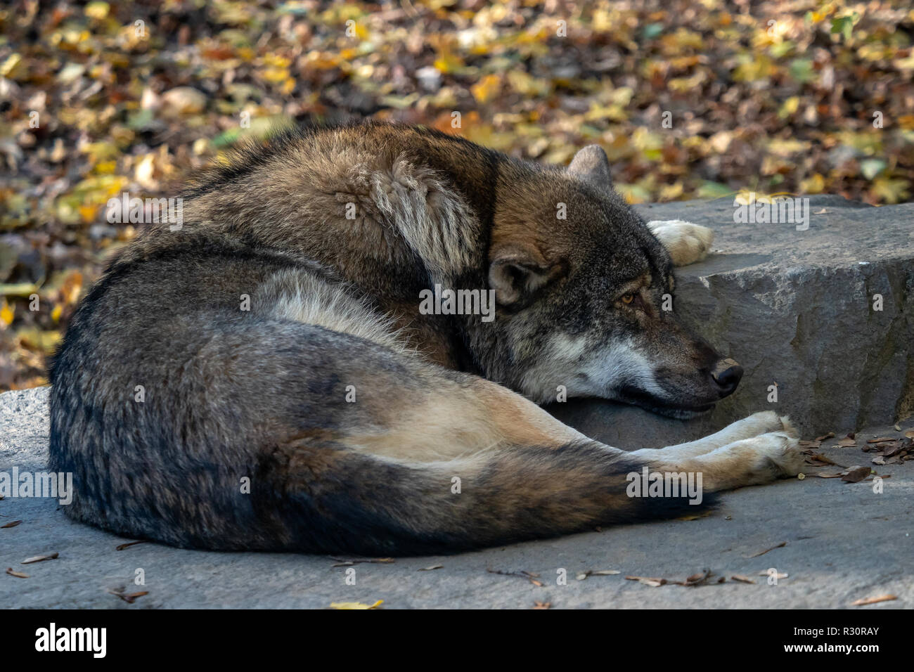 European gray wolf (Canis lupus lupus) lie and rest Stock Photo - Alamy