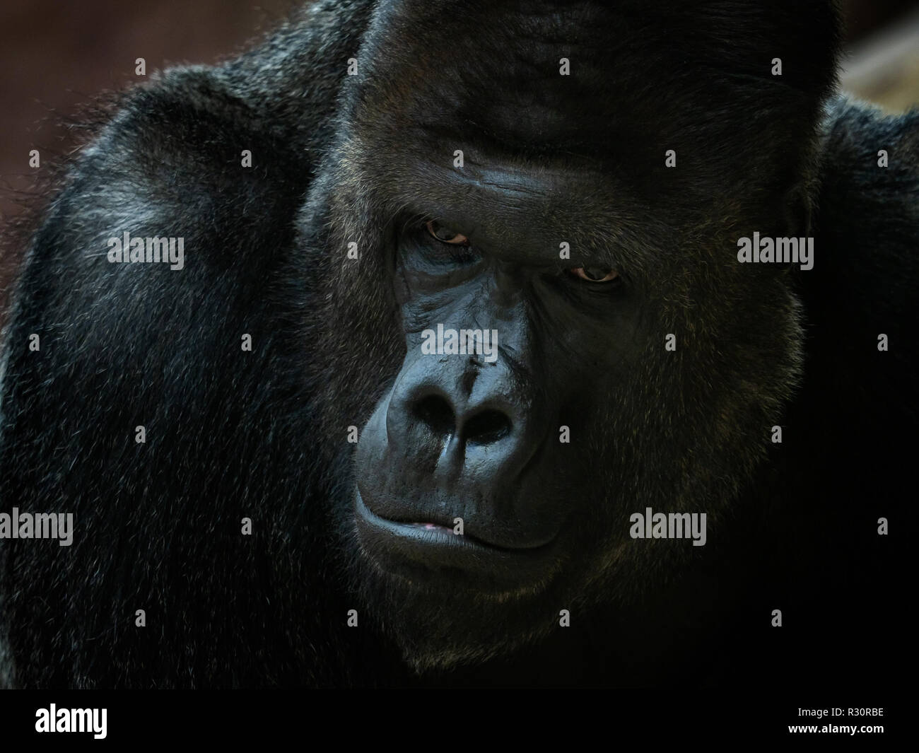 Silver backed male gorilla hi-res stock photography and images - Alamy