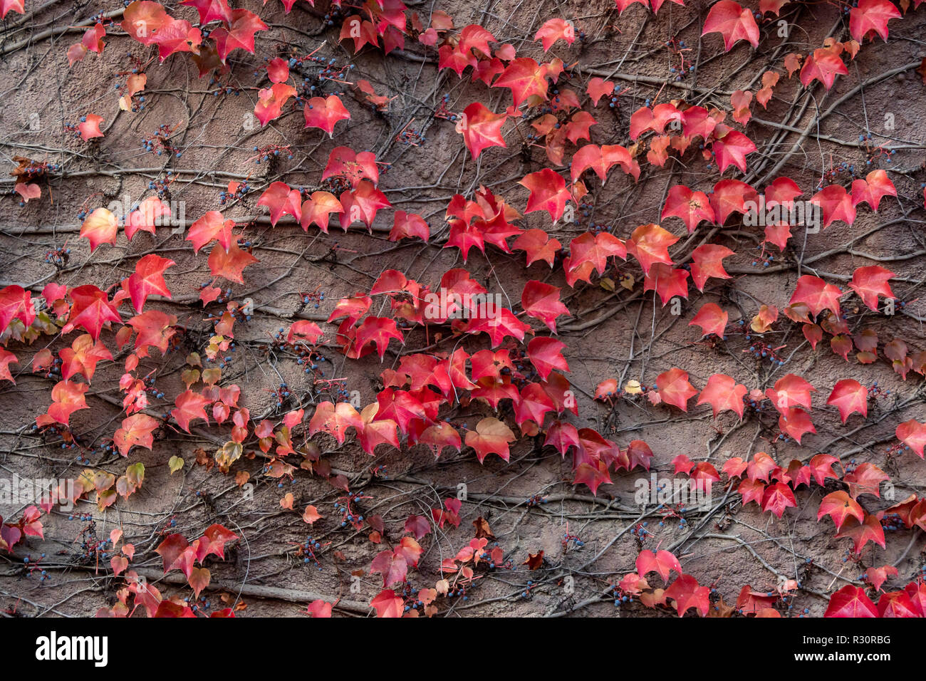 Leaves on wall hi-res stock photography and images - Alamy