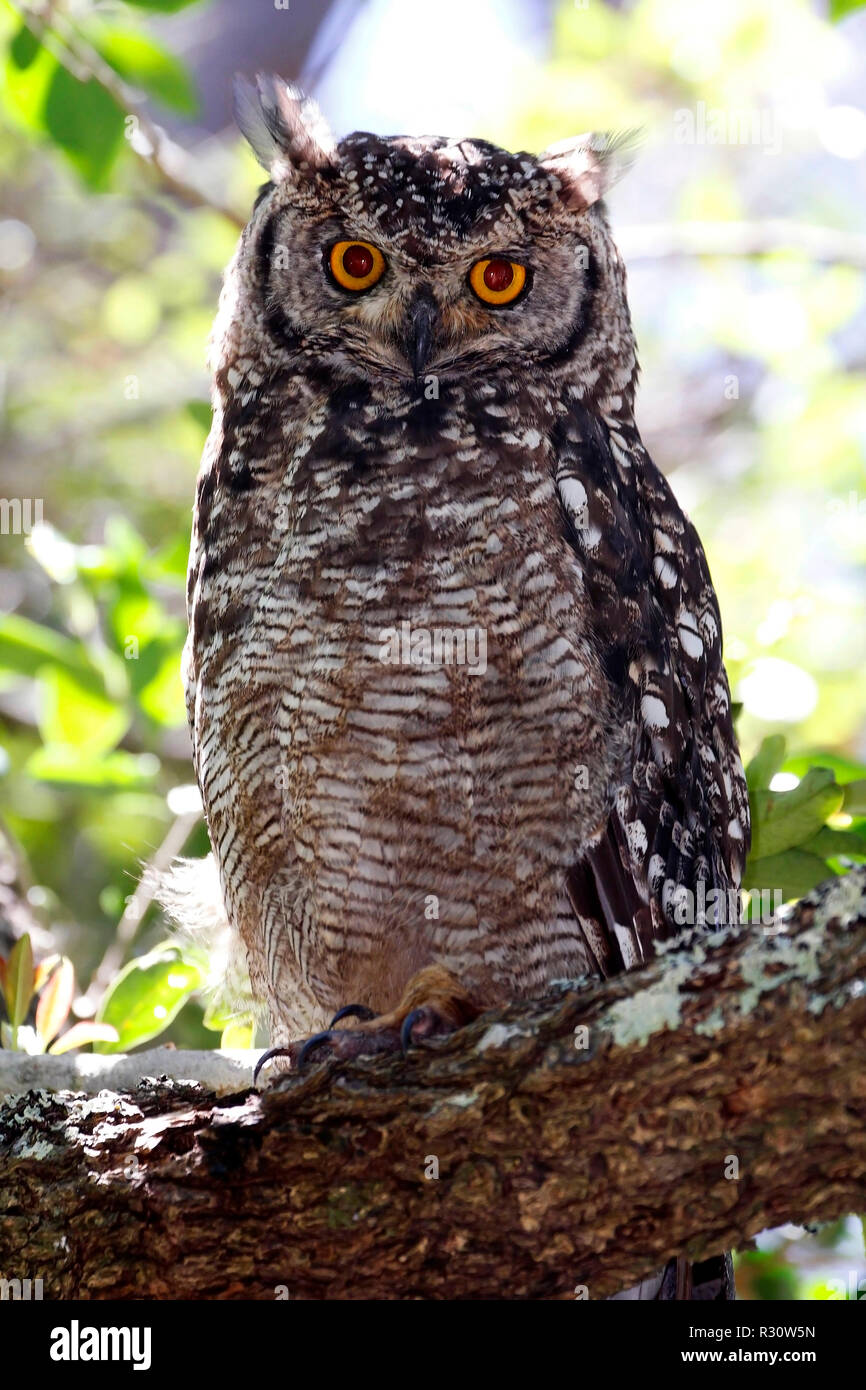 Spotted eagle-owl family photographed in Kirstenbosch National ...