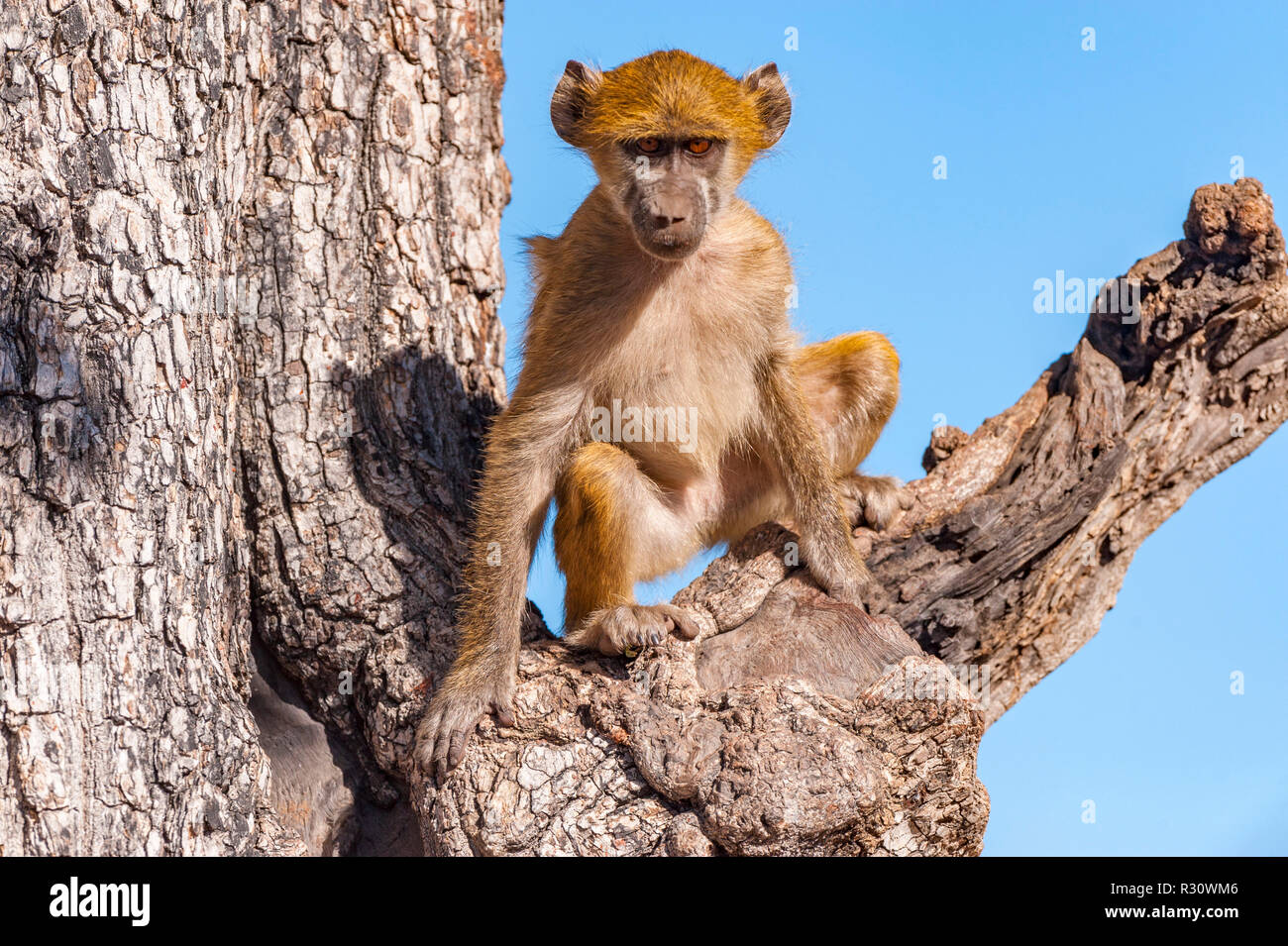 Baboon baby tree hi-res stock photography and images - Alamy