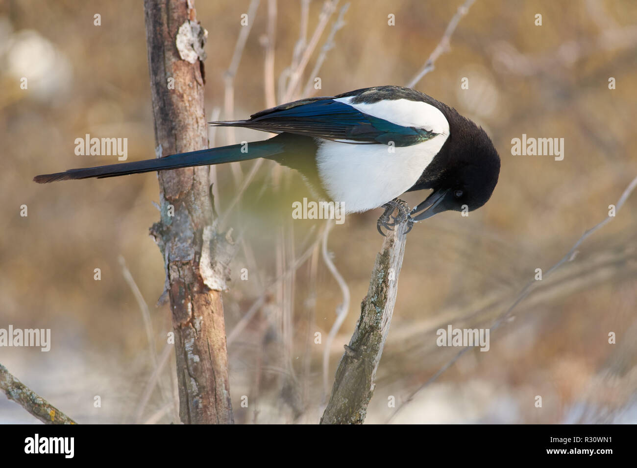 Eurasian magpie (pica pica) sits on a branch and gnaws something that ...