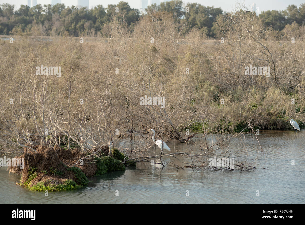 Wild Birds in Ras Al Khor Wildlife Sanctuary, Ramsar Site, Mangrove ...