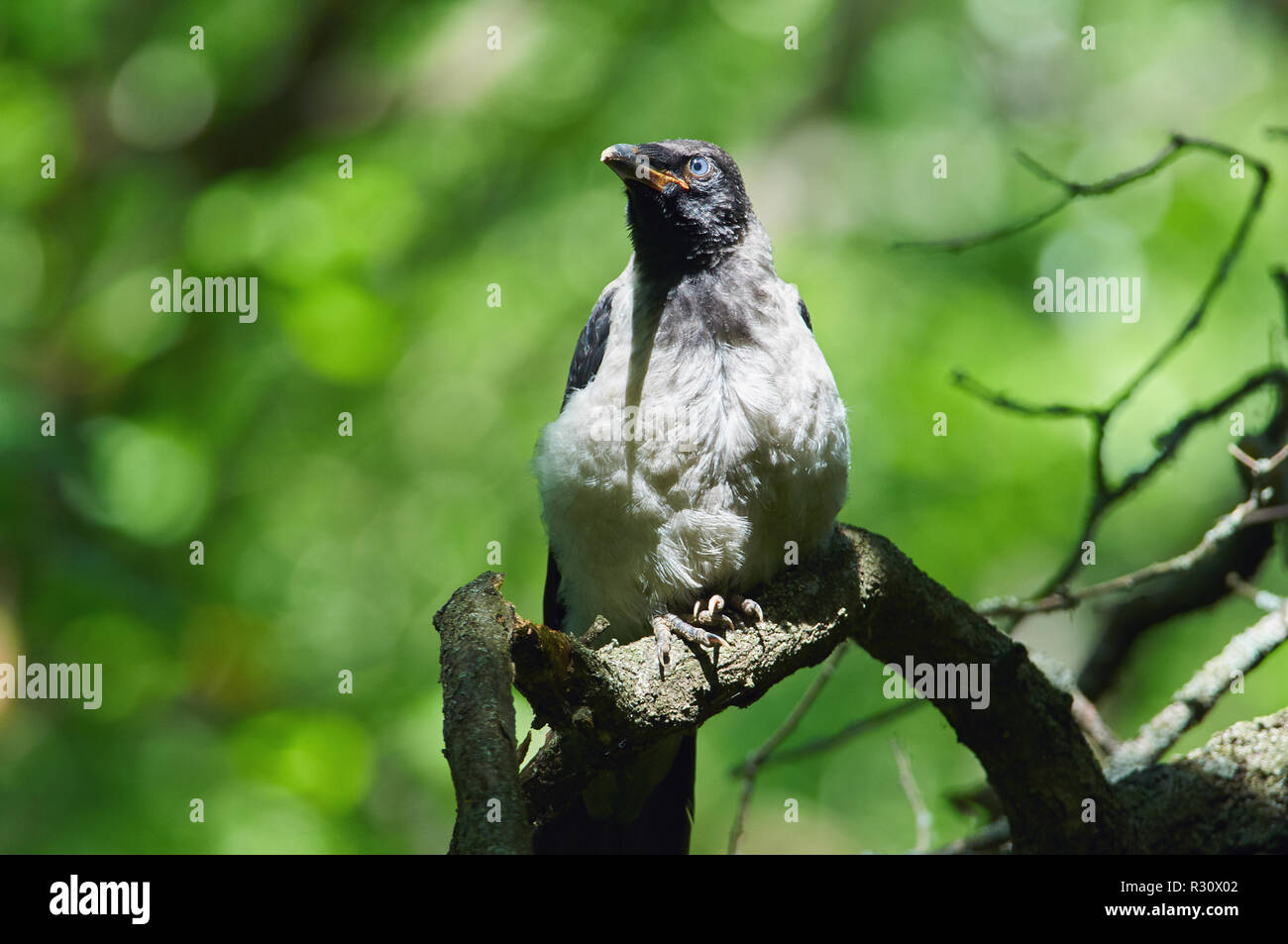 Yellow-beaked chick of hooded crow (Corvus cornix) sits on a branch in ...