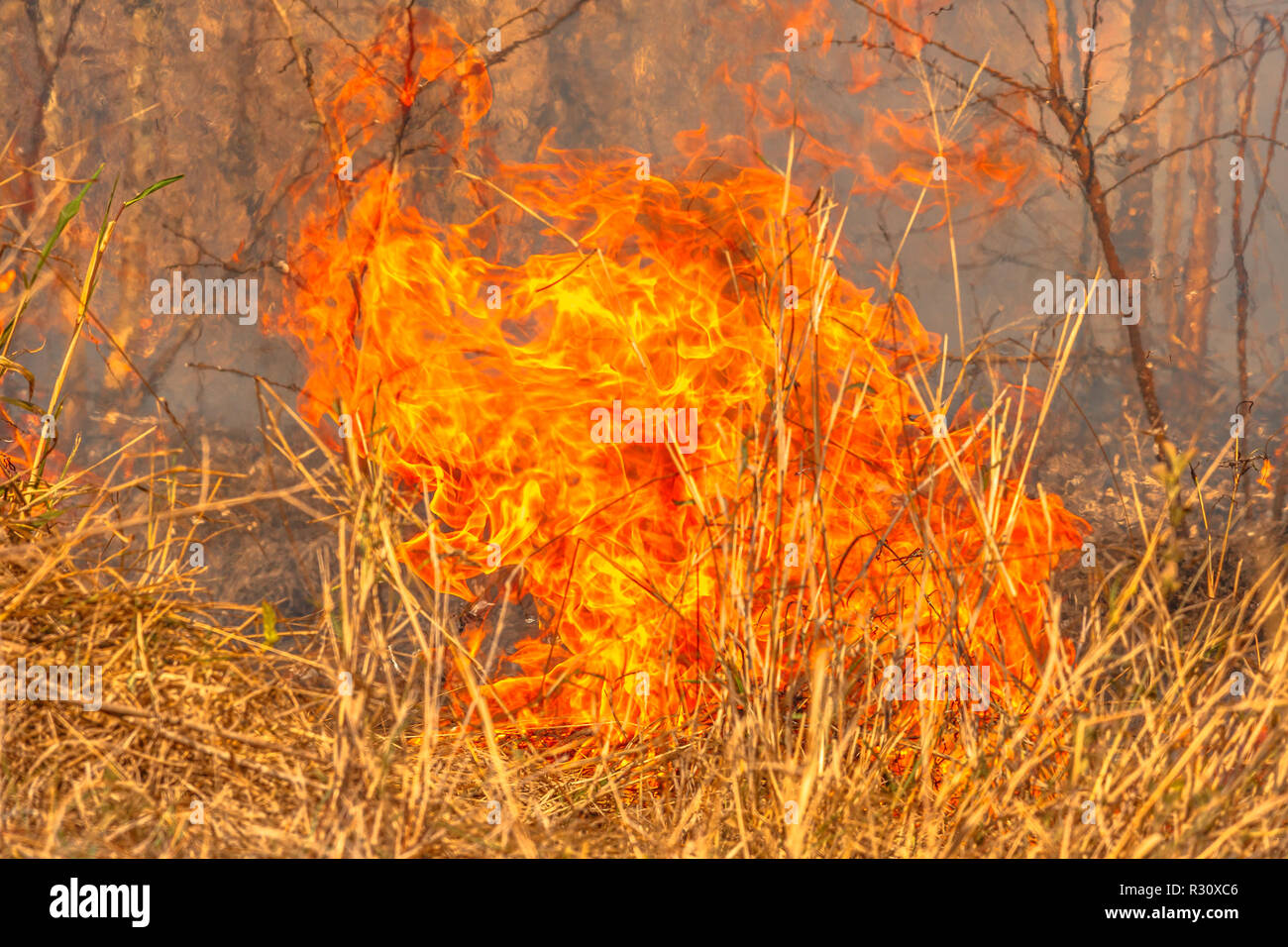 Natural disaster in global climate change and warming. Fires in nature ...