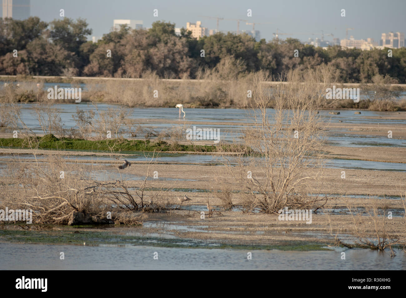 Wild Birds in Ras Al Khor Wildlife Sanctuary, Ramsar Site, Mangrove ...