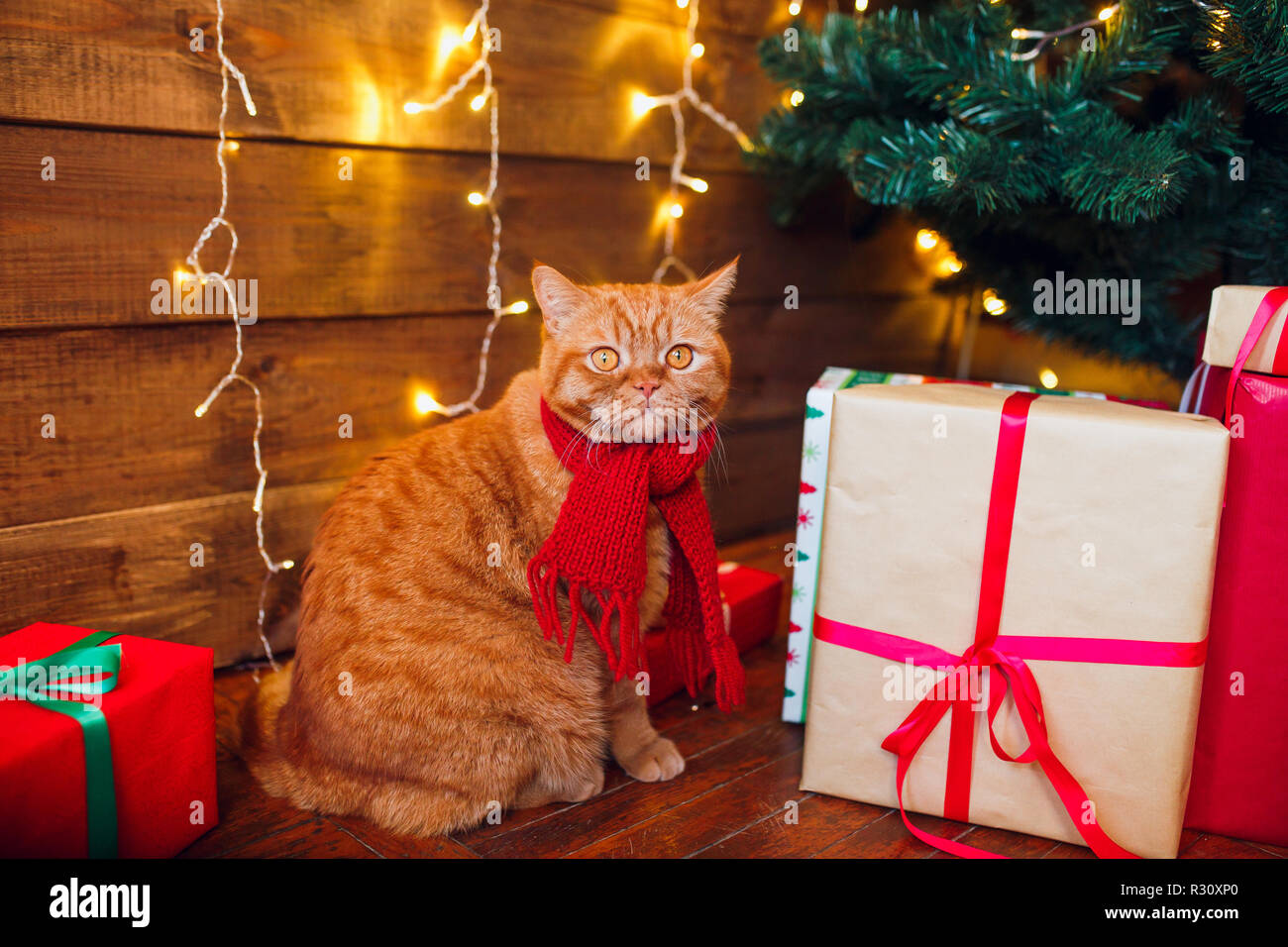 Cat scarf hi-res stock photography and images - Alamy