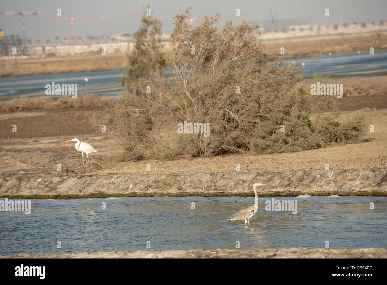 Wild Birds in Ras Al Khor Wildlife Sanctuary, Ramsar Site, Mangrove ...