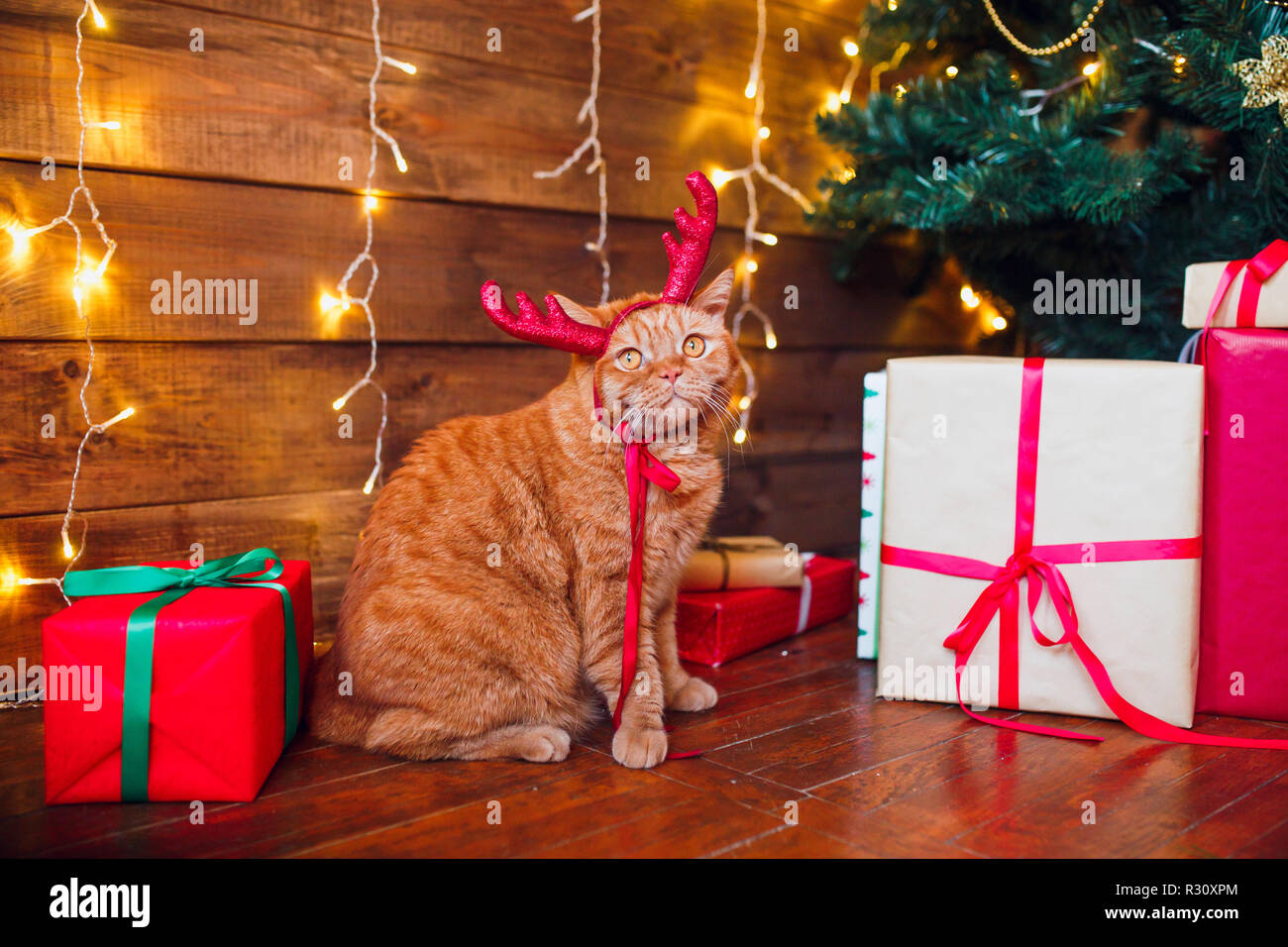 Christmas cat. Ginger british cat in red deer horns sitting under ...