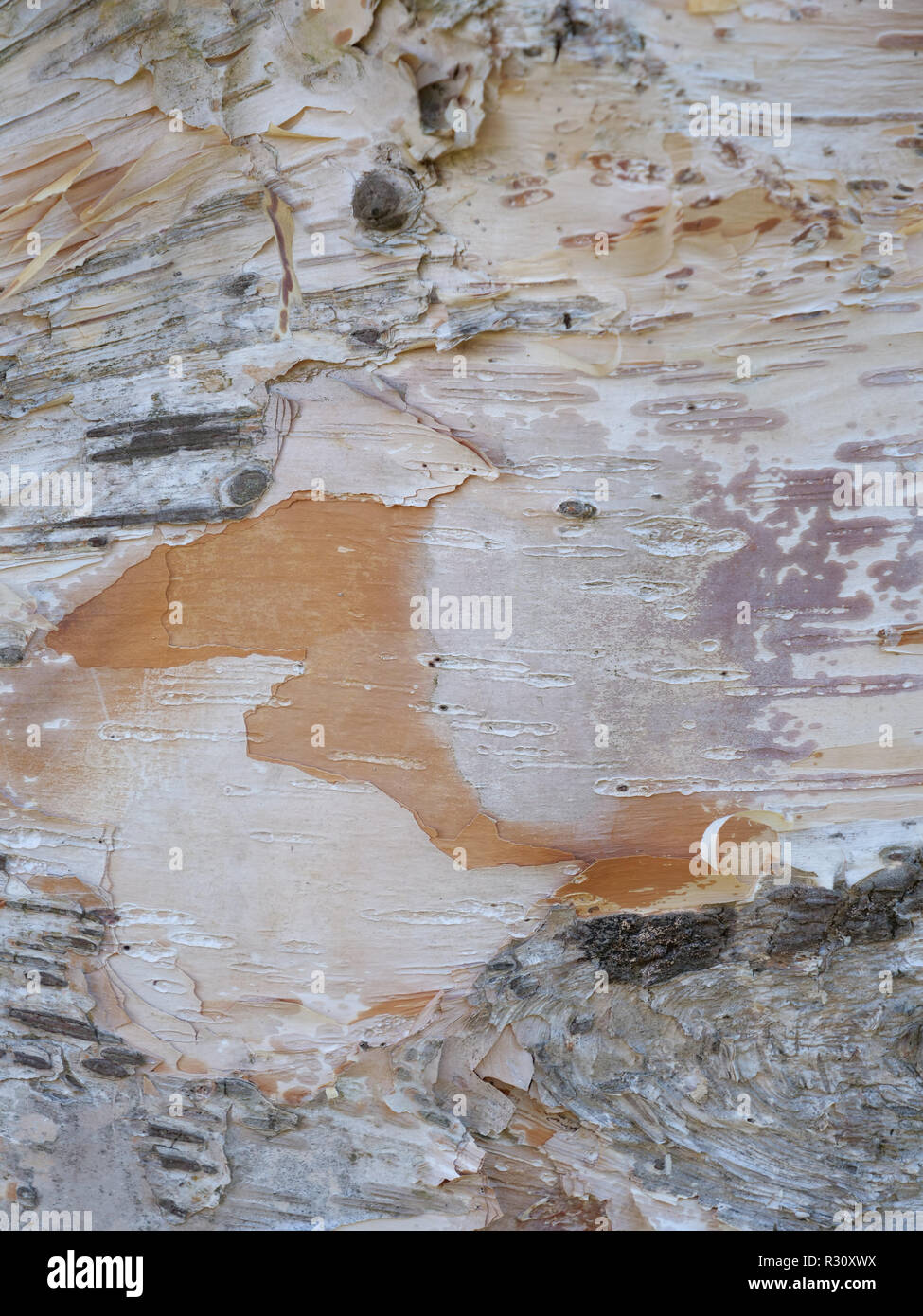 The bark of Birch trees (Betula) is eye-catching and full of surprises ...