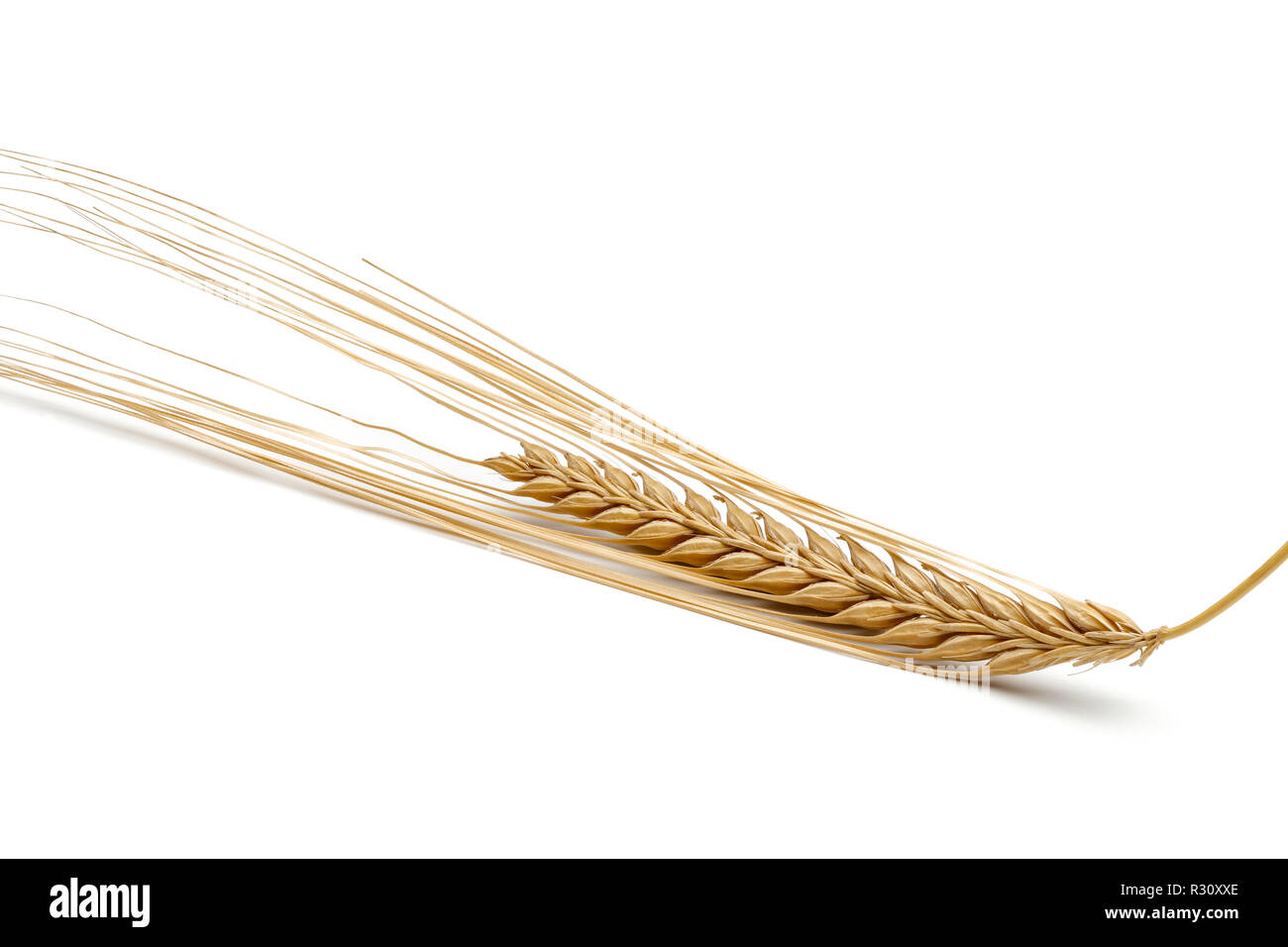 Barley isolated on white background Stock Photo - Alamy