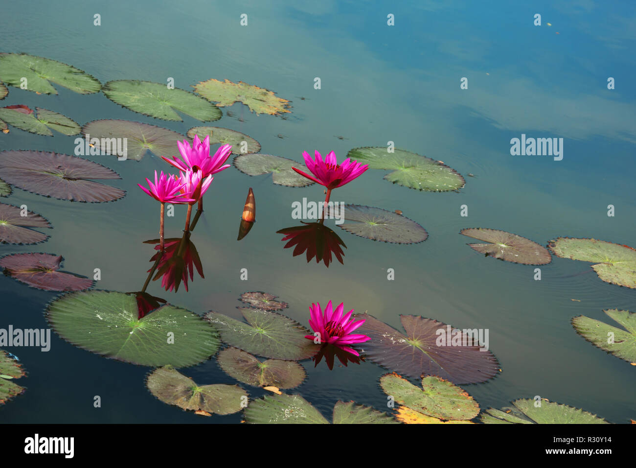 Lotuses on water hi-res stock photography and images - Alamy