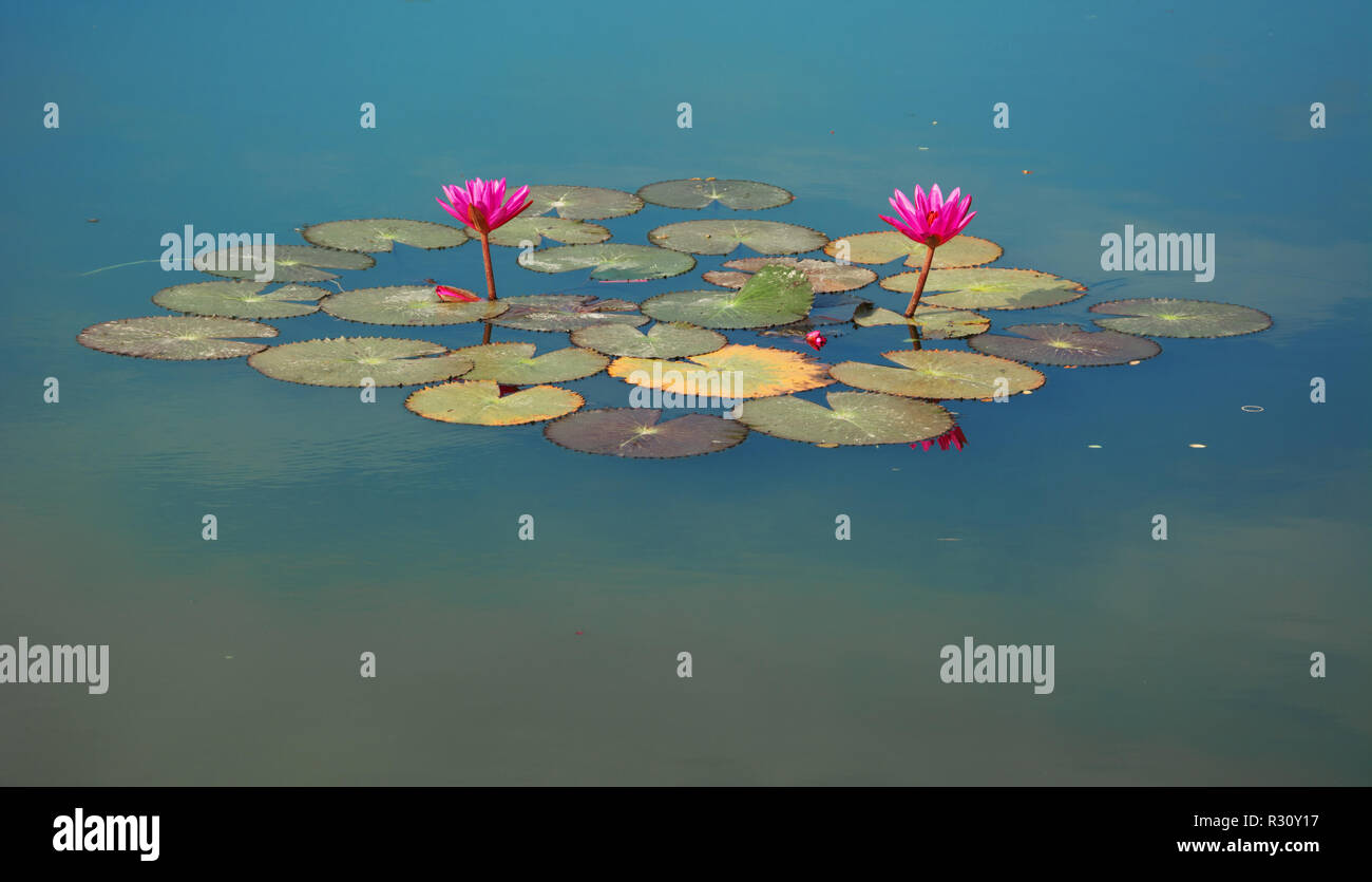 Lotuses on water hi-res stock photography and images - Alamy