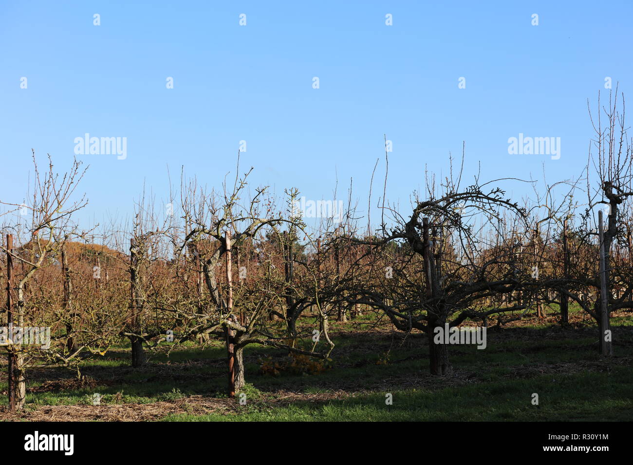 Orchard of different varieties of pear trees growing in rows separated ...