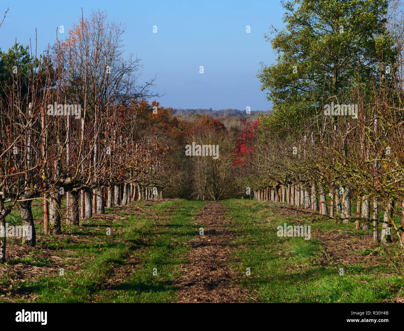 Orchard of different varieties of pear trees growing in rows separated ...