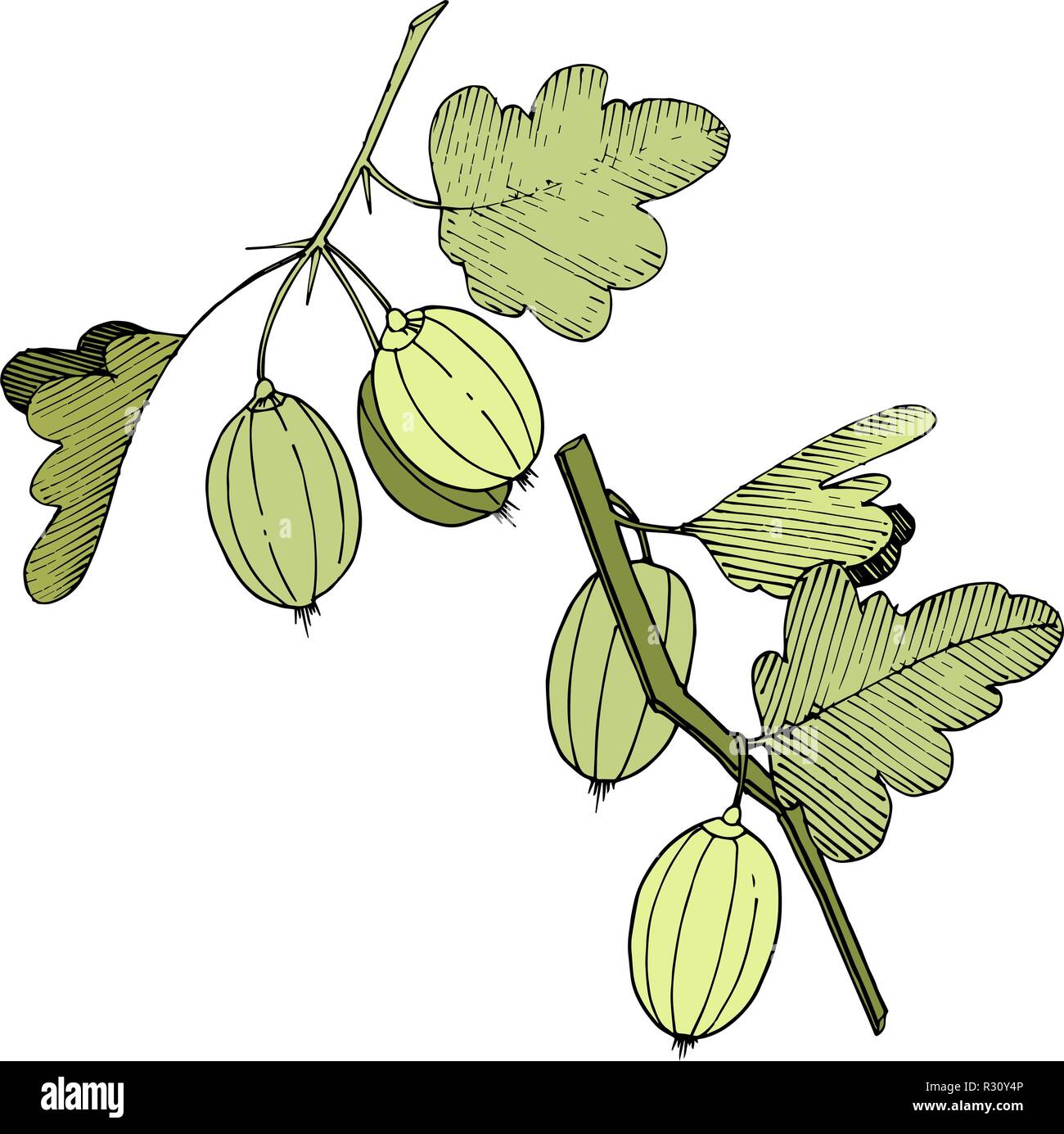 Vector. Black and white engraved ink art. Isolated gooseberry il Stock ...