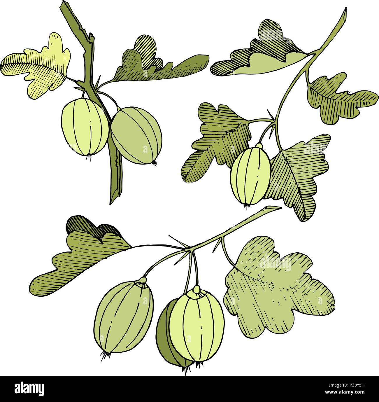Vector. Black and white engraved ink art. Isolated gooseberry il Stock ...