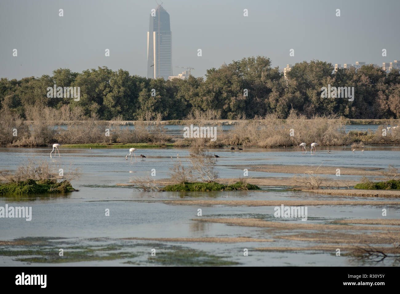Wild Birds in Ras Al Khor Wildlife Sanctuary, Ramsar Site, Mangrove ...