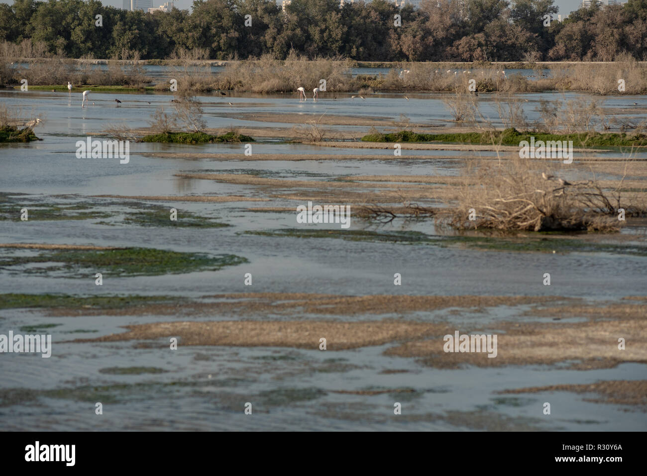 Wild Birds in Ras Al Khor Wildlife Sanctuary, Ramsar Site, Mangrove ...